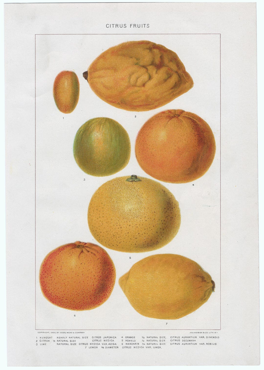 Citrus Fruits Original 1902 Dated Stone Chromo-lithograph by Julius ...
