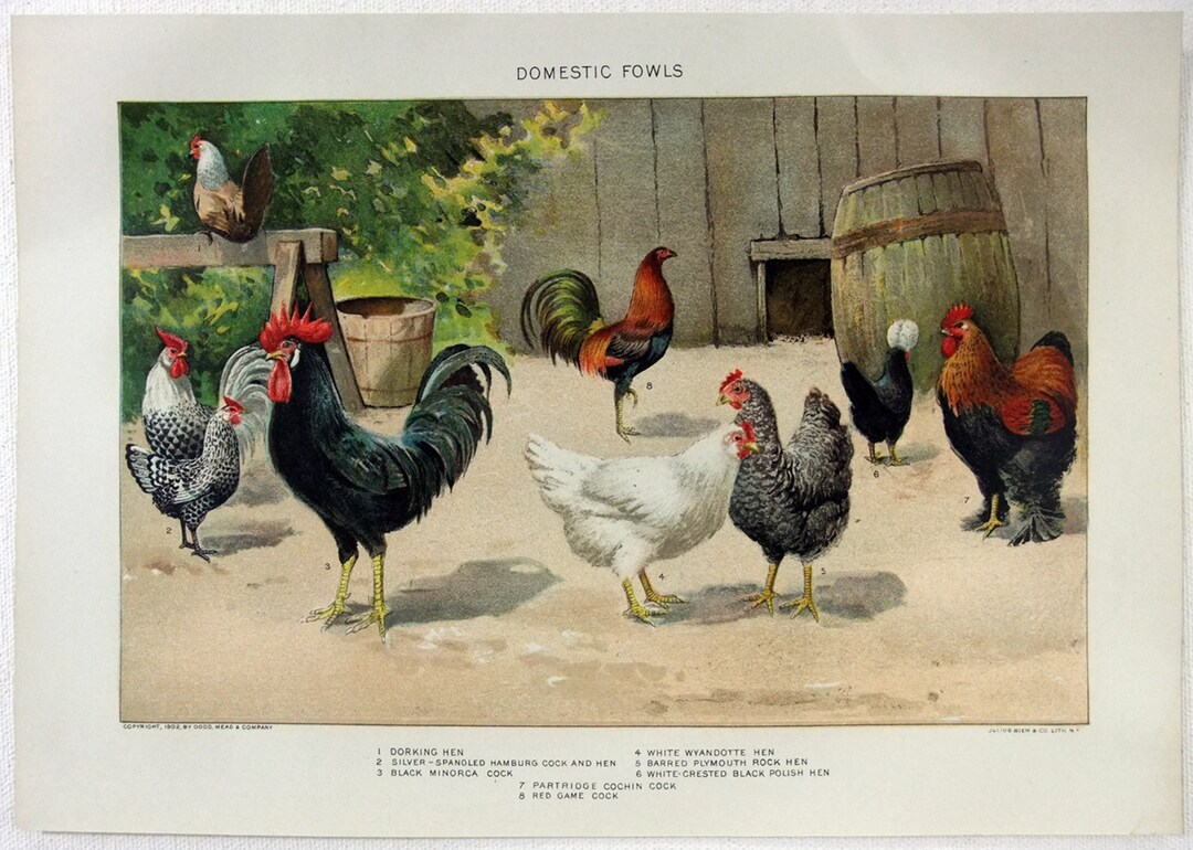 Domestic Fowl - Original 1902 Dated Stone Chromo-lithograph by Julius ...