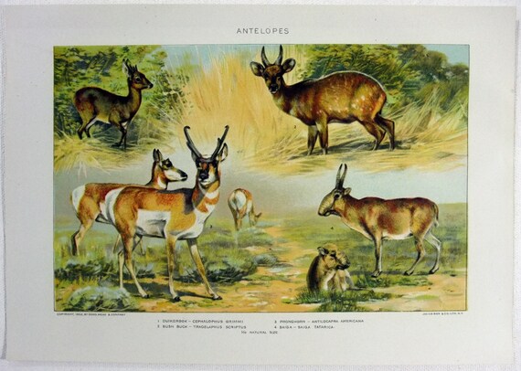 Antelopes Original 1902 Dated Stone Chromo-lithograph by | Etsy