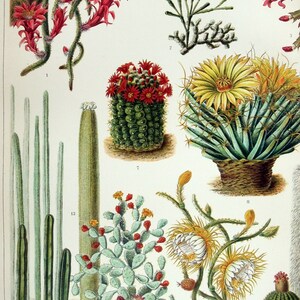 Cactus - Original 1905 Chromo-lithograph by Meyers. Kakteen. Antique ...