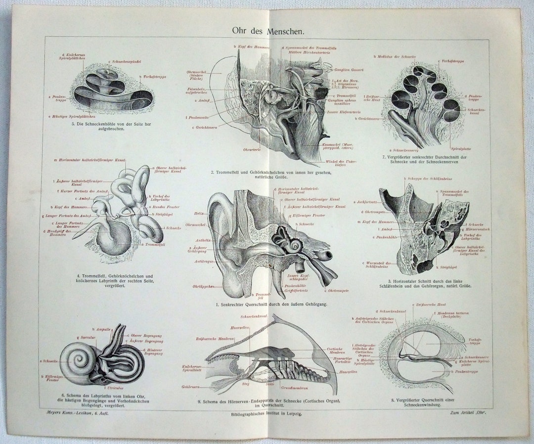 Human Ears - Original 1908 Lithograph by Meyers. Anatomy. Oddity ...