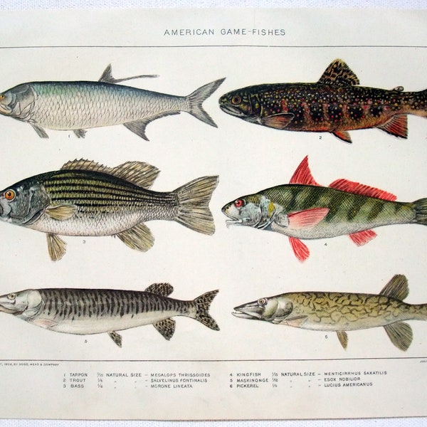Antique Original Trout Lithograph - Etsy
