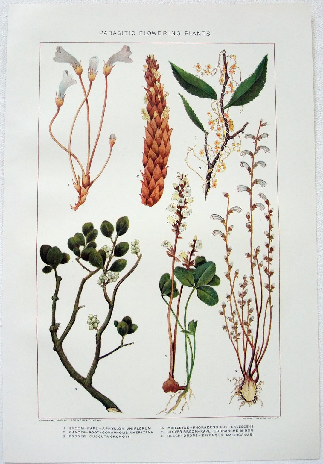 Parasitic Flowering Plants - Original 1902 Dated Stone Chromo ...