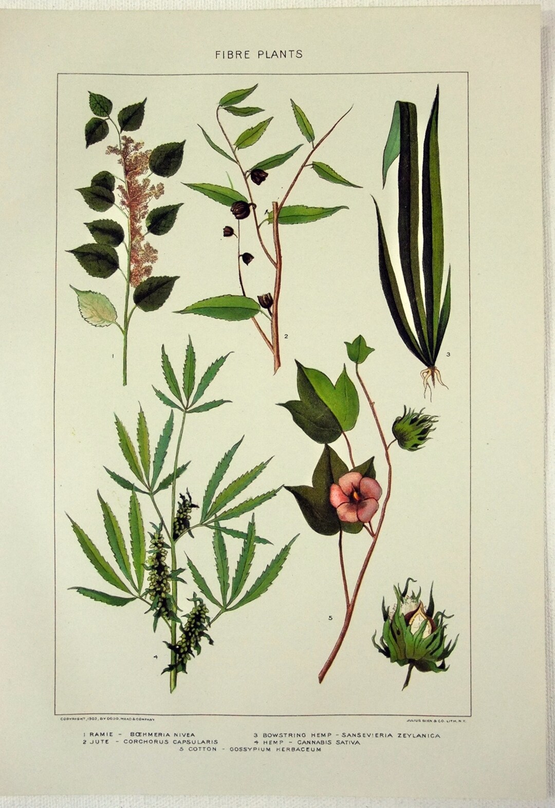 Fibre Plants Original 1902 Dated Stone Chromo-lithograph by Julius Bien ...