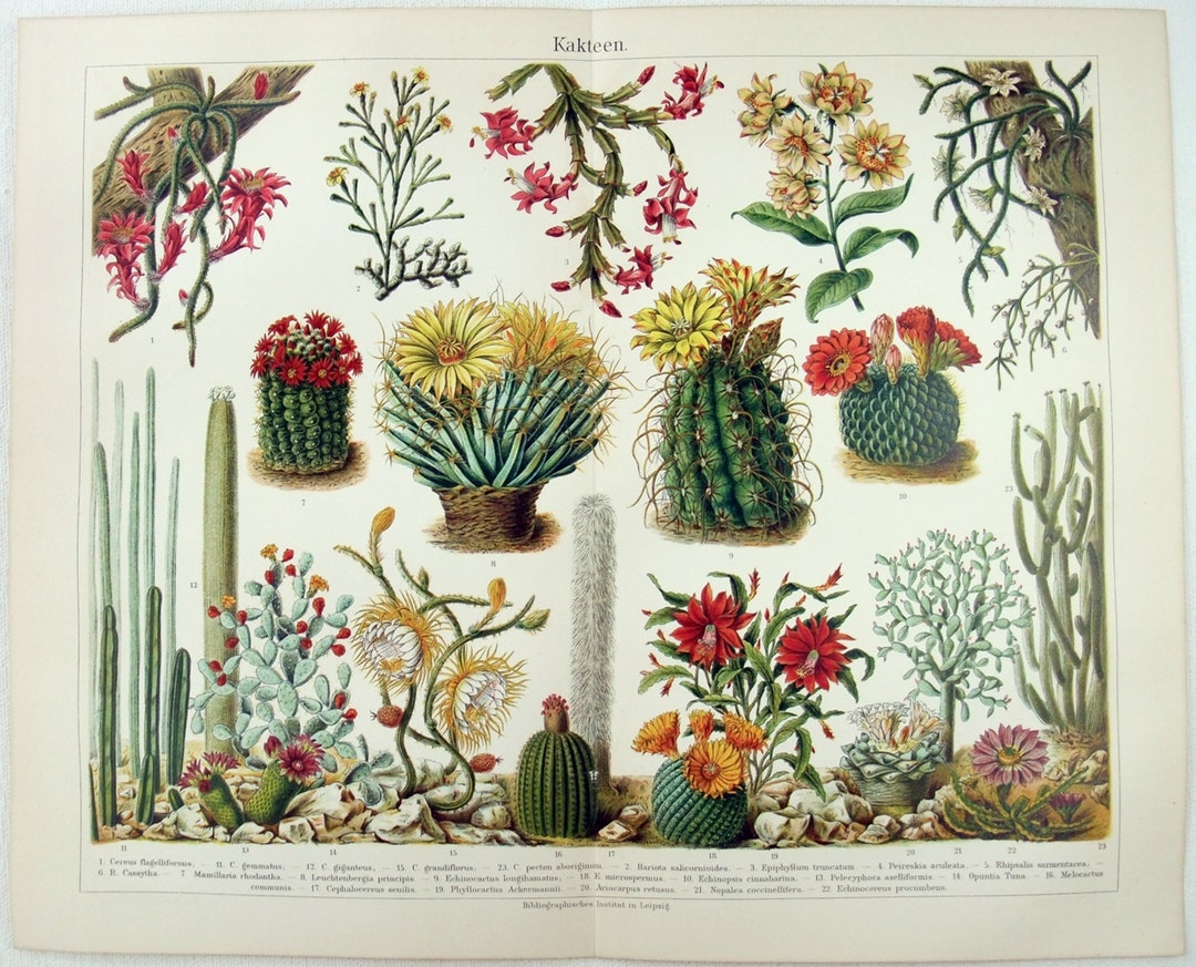 Cactus - Original 1905 Chromo-lithograph by Meyers. Kakteen. Antique ...
