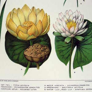 Aquatic Plants - Original 1902 Dated Stone Chromo-lithograph by Julius ...