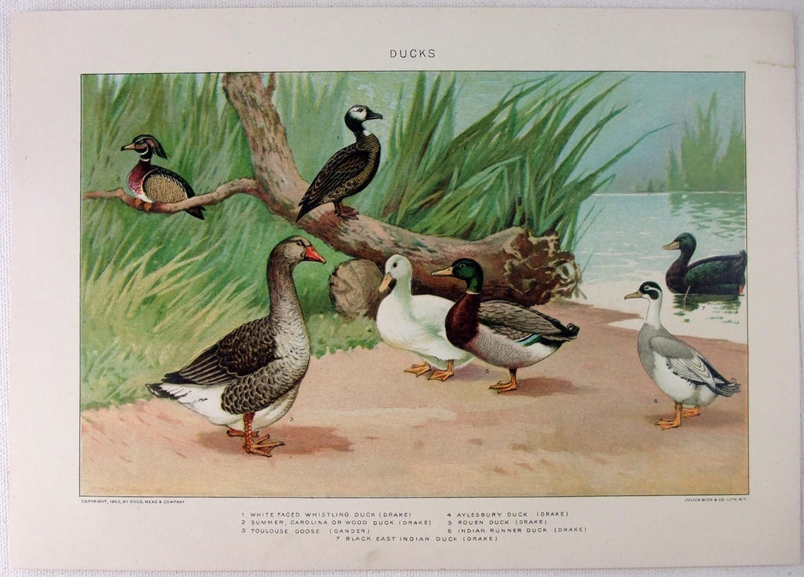 Ducks Original 1902 Dated Stone Chromo-lithograph by Julius - Etsy