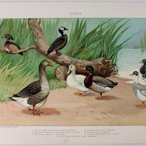 Ducks - Original 1902 Dated Stone Chromo-lithograph by Julius Bien ...