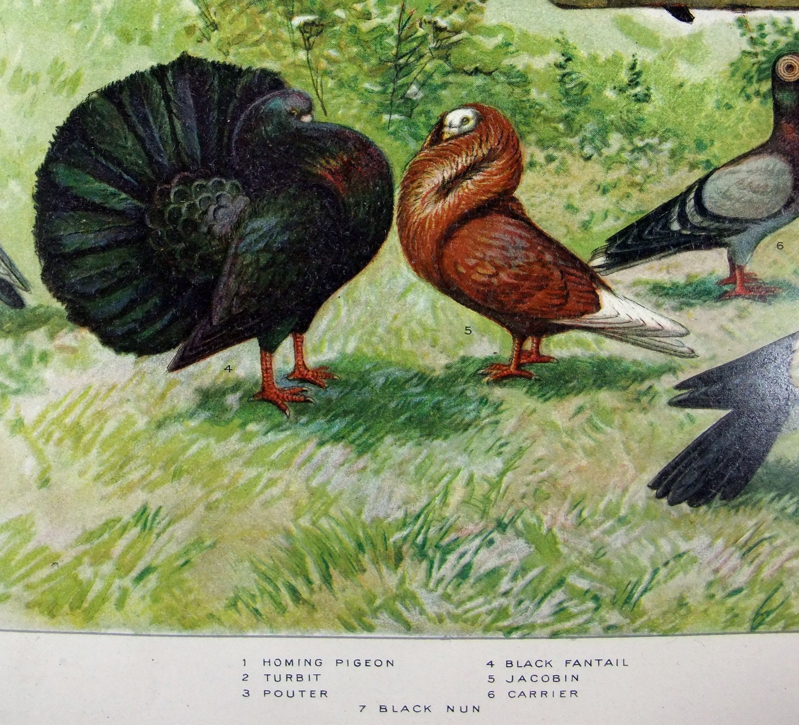 Pigeons - Original 1902 Dated Stone Chromo-lithograph by Julius Bien ...