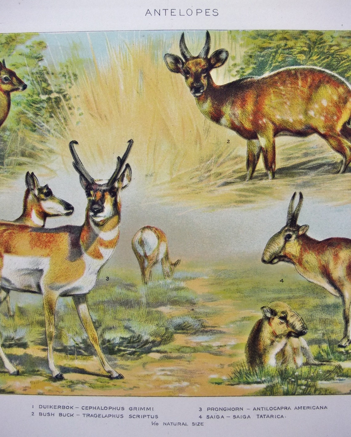 Antelopes - Original 1902 Dated Stone Chromo-lithograph by Julius Bien ...