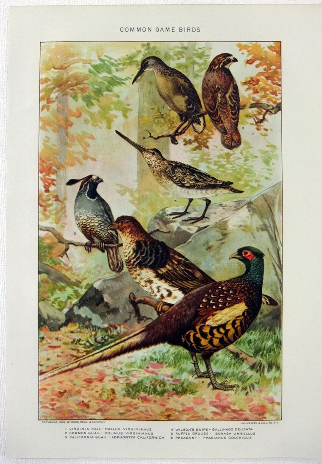 Common Game Birds - Original 1902 Dated Stone Chromo-lithograph by ...