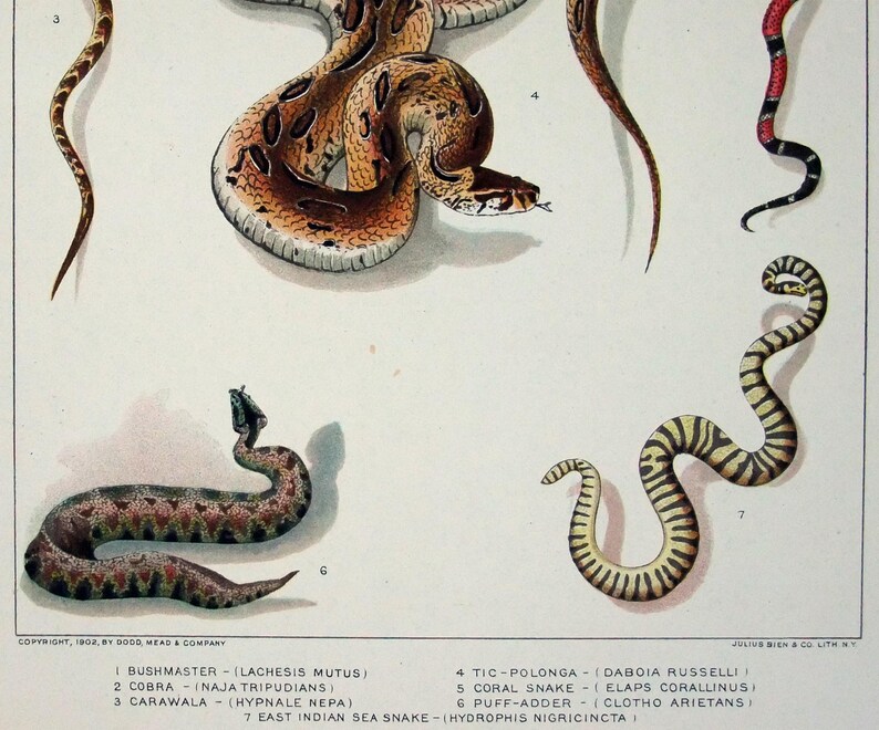 Foreign Venomous Serpents - Snakes - Original 1902 Dated Stone Chromo ...