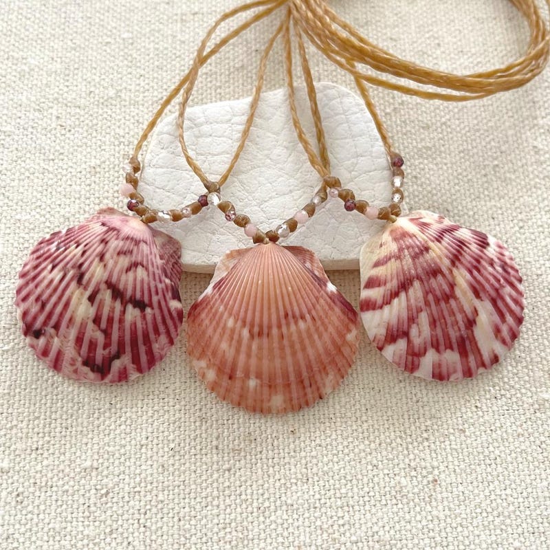 Real Seashells - Etsy