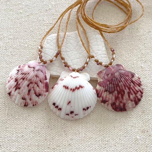 Real Seashells - Etsy
