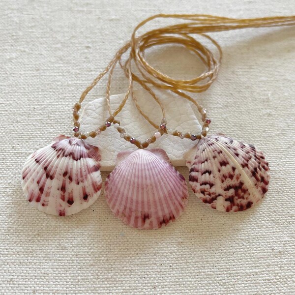 Real Seashells - Etsy