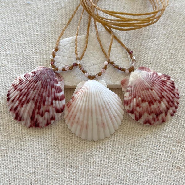 Real Seashells - Etsy