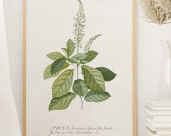 Botanical Art Digital Download Collection - Etsy