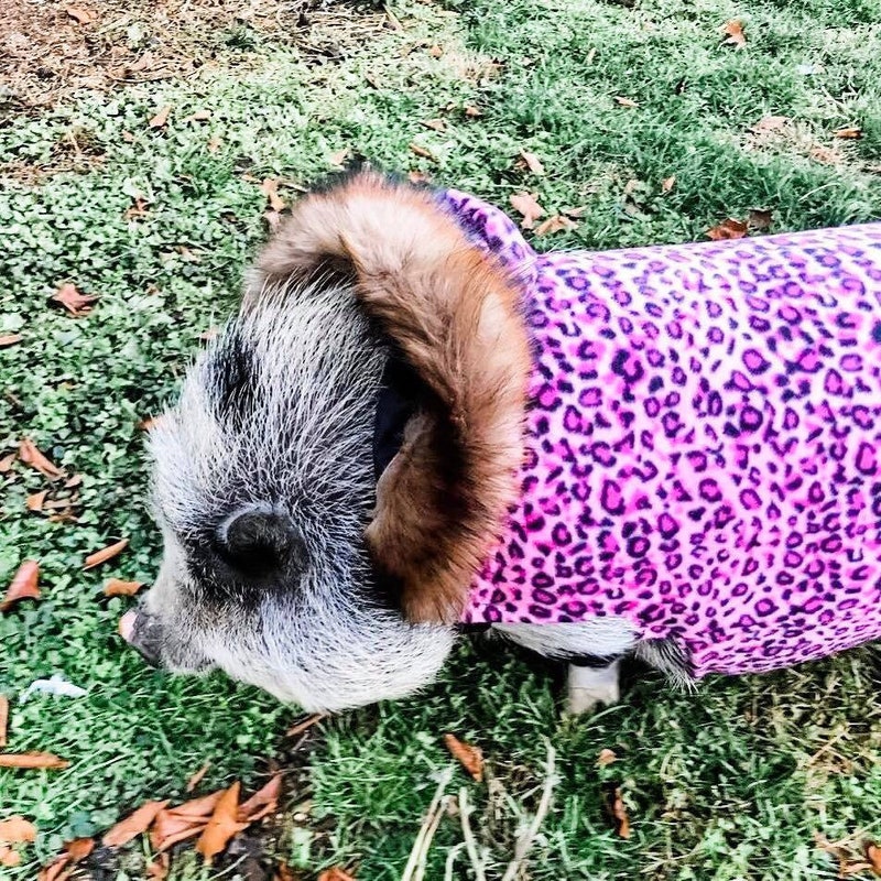 Mini Pig Clothes - Etsy