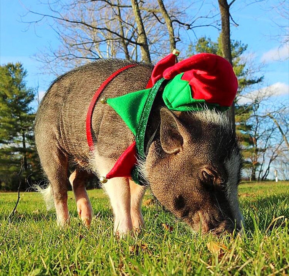 Holiday Elf Collar - Etsy