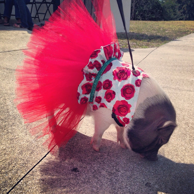 Pig Tutu - Etsy