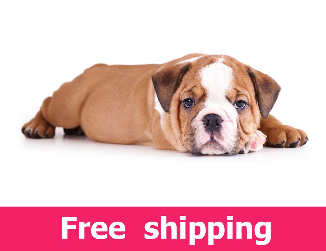 Puppy Wall Decal, Dog Sleeping Wall Sticker Removable Vinyl Animal ...