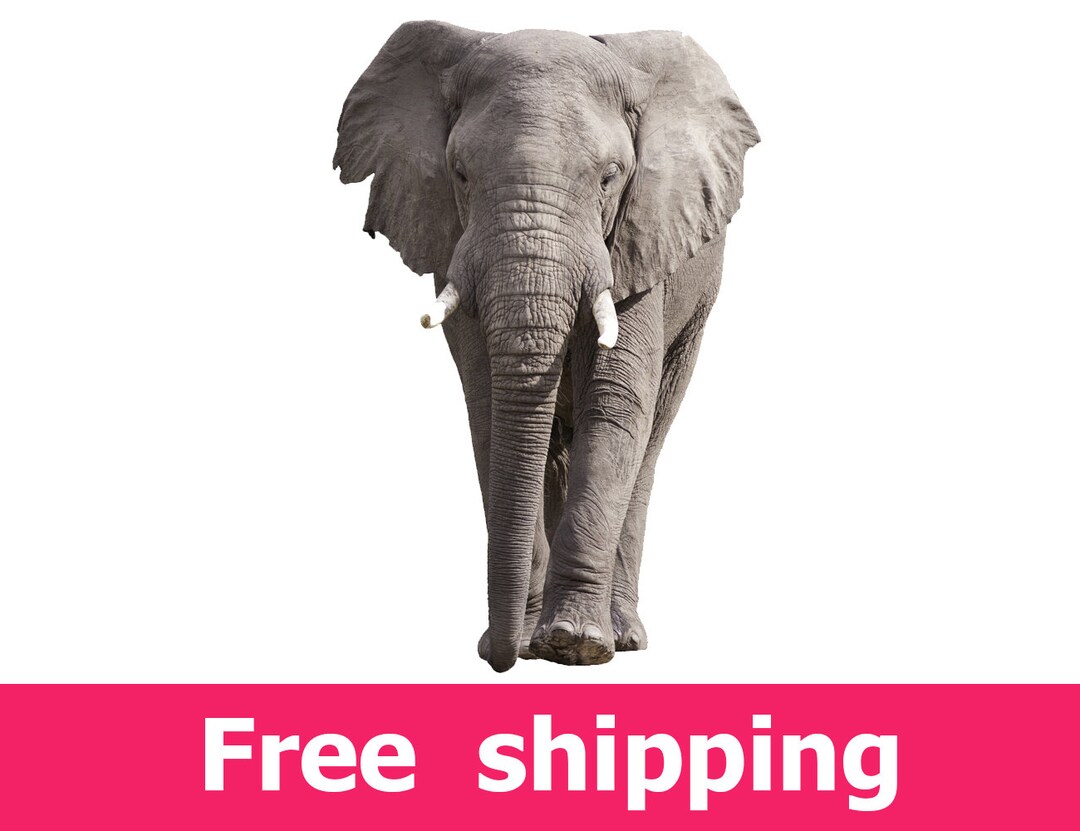 African Elephant Wall Sticker Nursery Decor Elephant Wall - Etsy