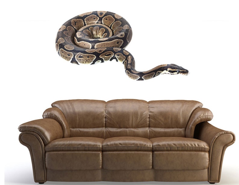 Royal Python Wall Decal, Snake Wall Sticker Removable Vinyl Brown ...