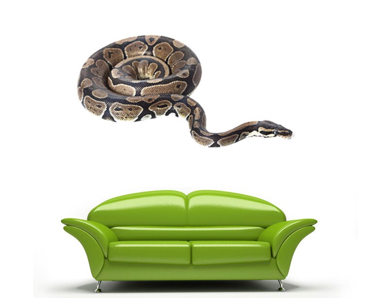 Royal Python Wall Decal, Snake Wall Sticker Removable Vinyl Brown ...