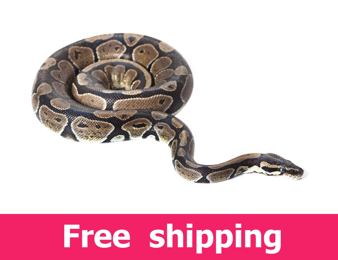 Royal Python Wall Decal, Snake Wall Sticker Removable Vinyl Brown ...