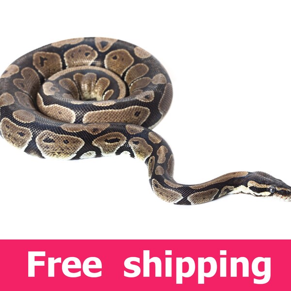 Royal Python Decal - Etsy