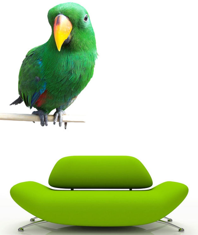 Parrot Wall Sticker Nursery Decor, Wildlife Parrot Wall Decal Removable ...