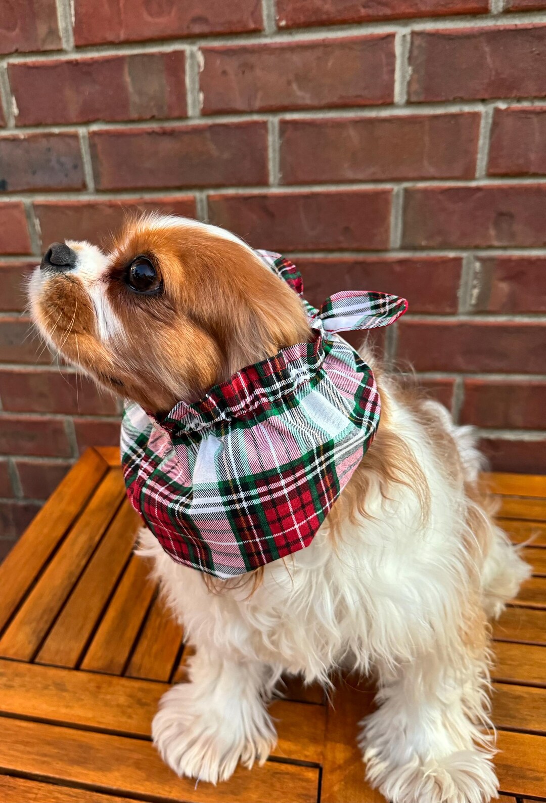Anti-slip Cavalier Snood Long-eared Dog Snood Cavalier King Charles ...