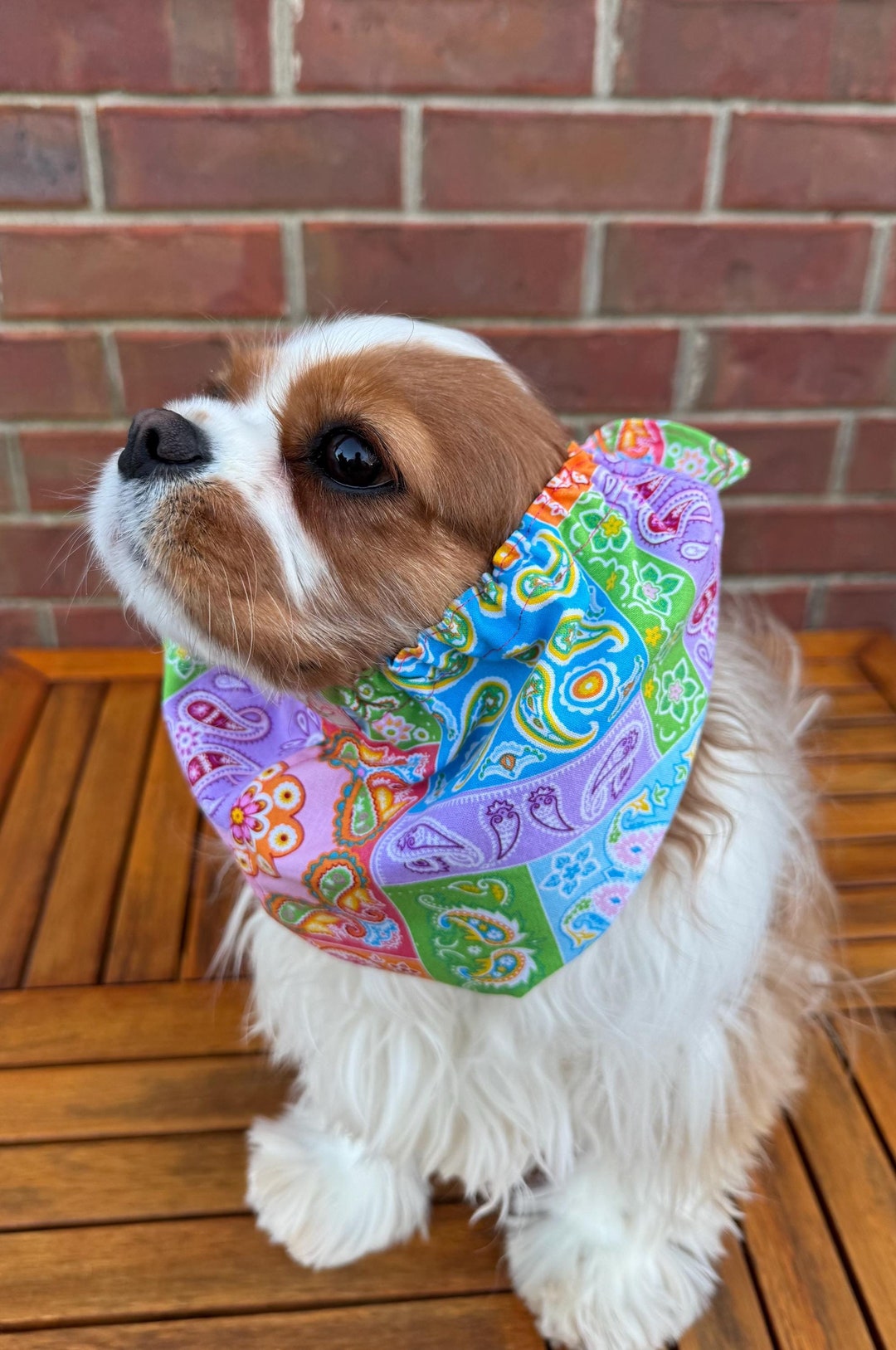 Anti-slip Cavalier Snood Long-eared Dog Snood Cavalier King Charles ...
