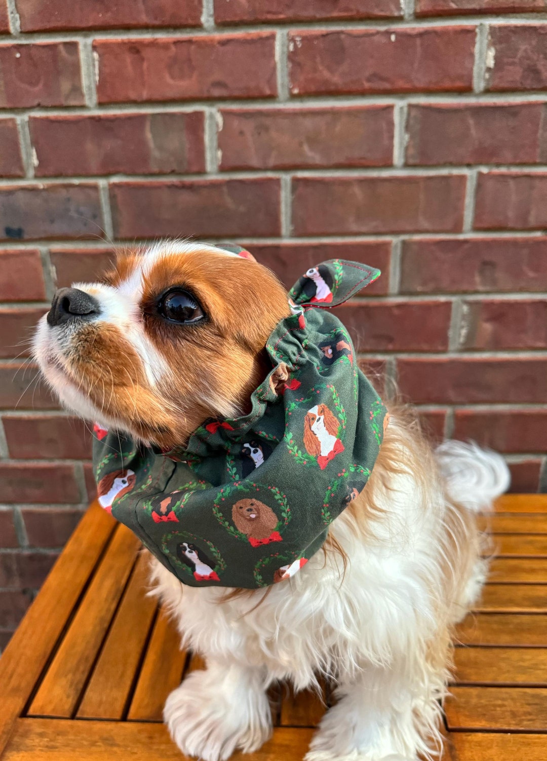 Anti-slip Cavalier Snood Long-eared Dog Snood Cavalier King Charles ...