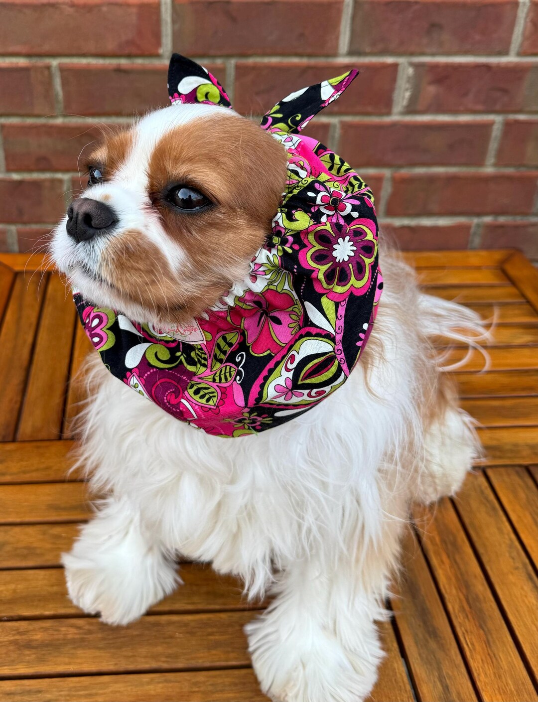 Anti-slip Cavalier Snood Long-eared Dog Snood Cavalier King Charles ...