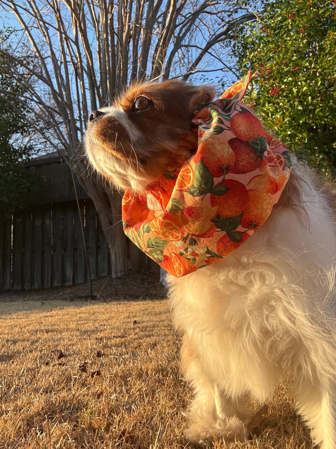 Anti-slip Cavalier Snood | Long-eared Dog Snood | Oranges Cavalier King ...