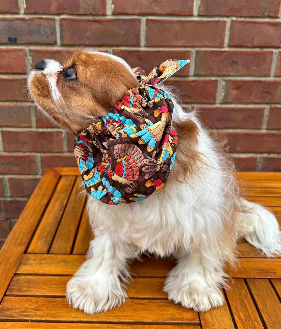 Anti-slip Cavalier Snood Long-eared Dog Snood Cavalier King Charles ...
