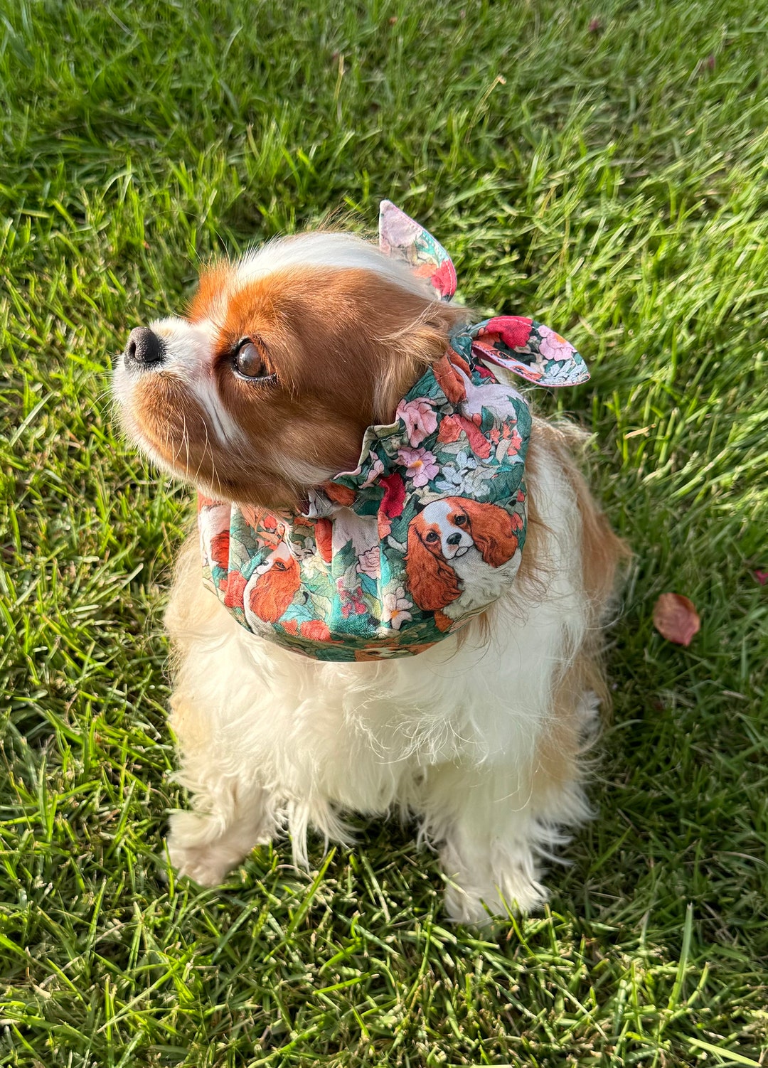 Anti-slip Cavalier Snood Long-eared Dog Snood Floral Blenheim Cavalier ...