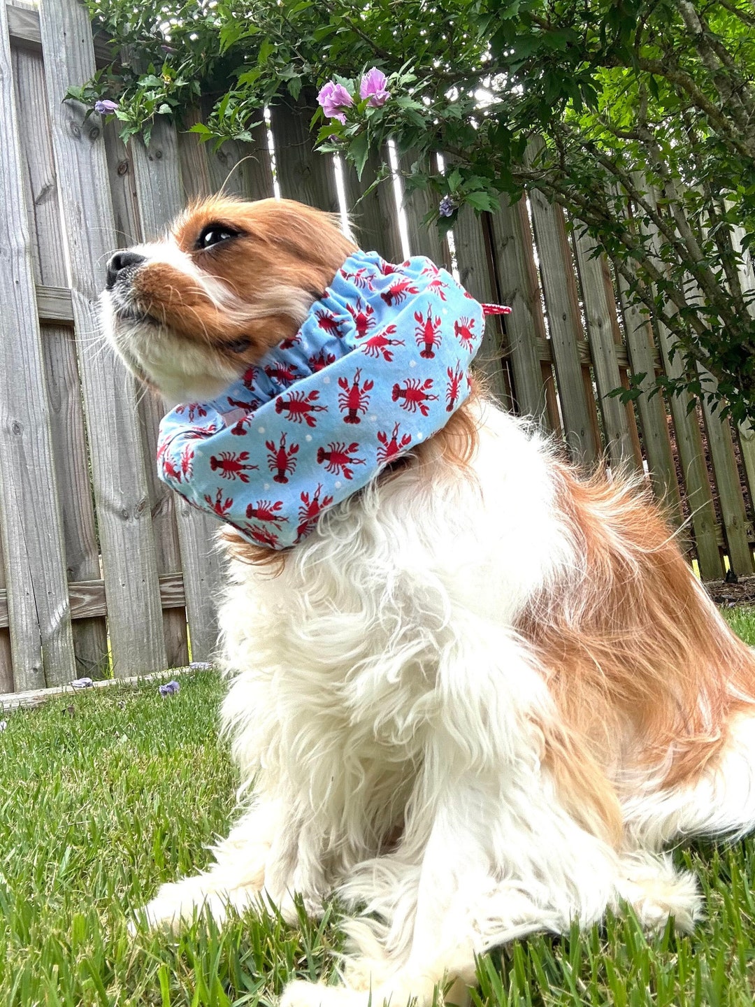Anti-slip Cavalier Snood Long-eared Dog Snood Lobster Print Cavalier ...