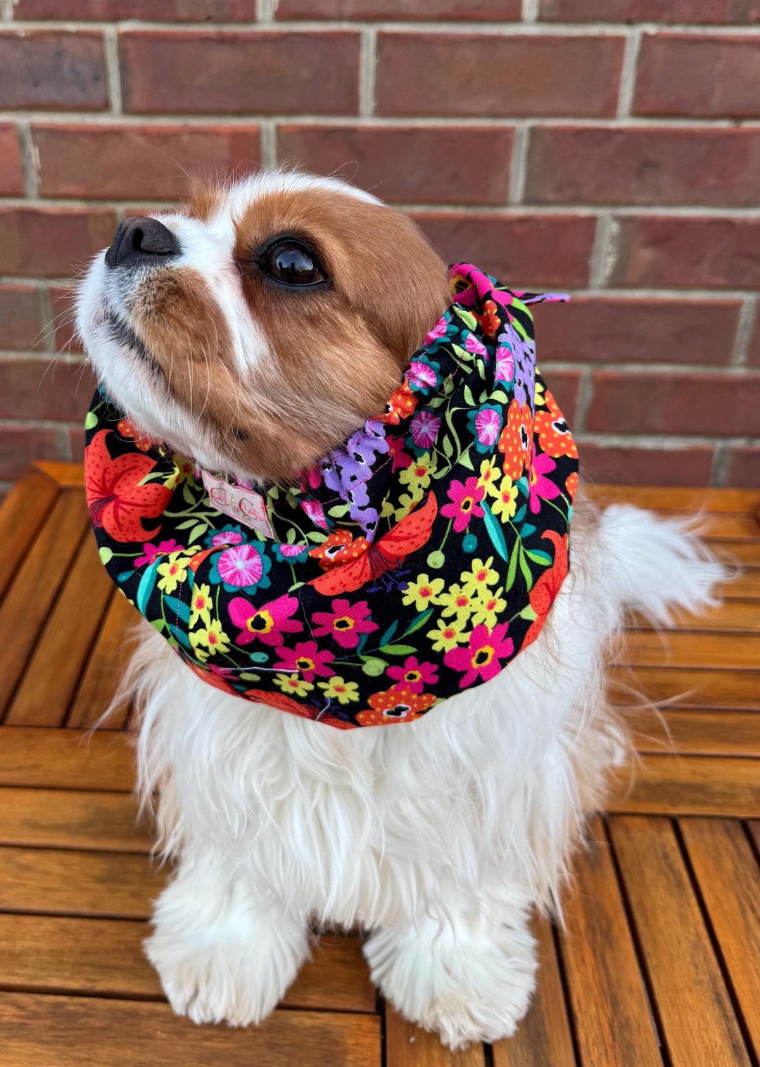 Anti-slip Cavalier Snood Long-eared Dog Snood Cavalier King Charles ...