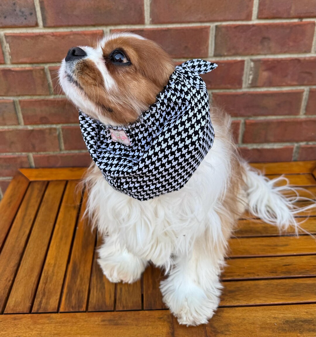 Anti-slip Cavalier Snood Long-eared Dog Snood Cavalier King Charles ...