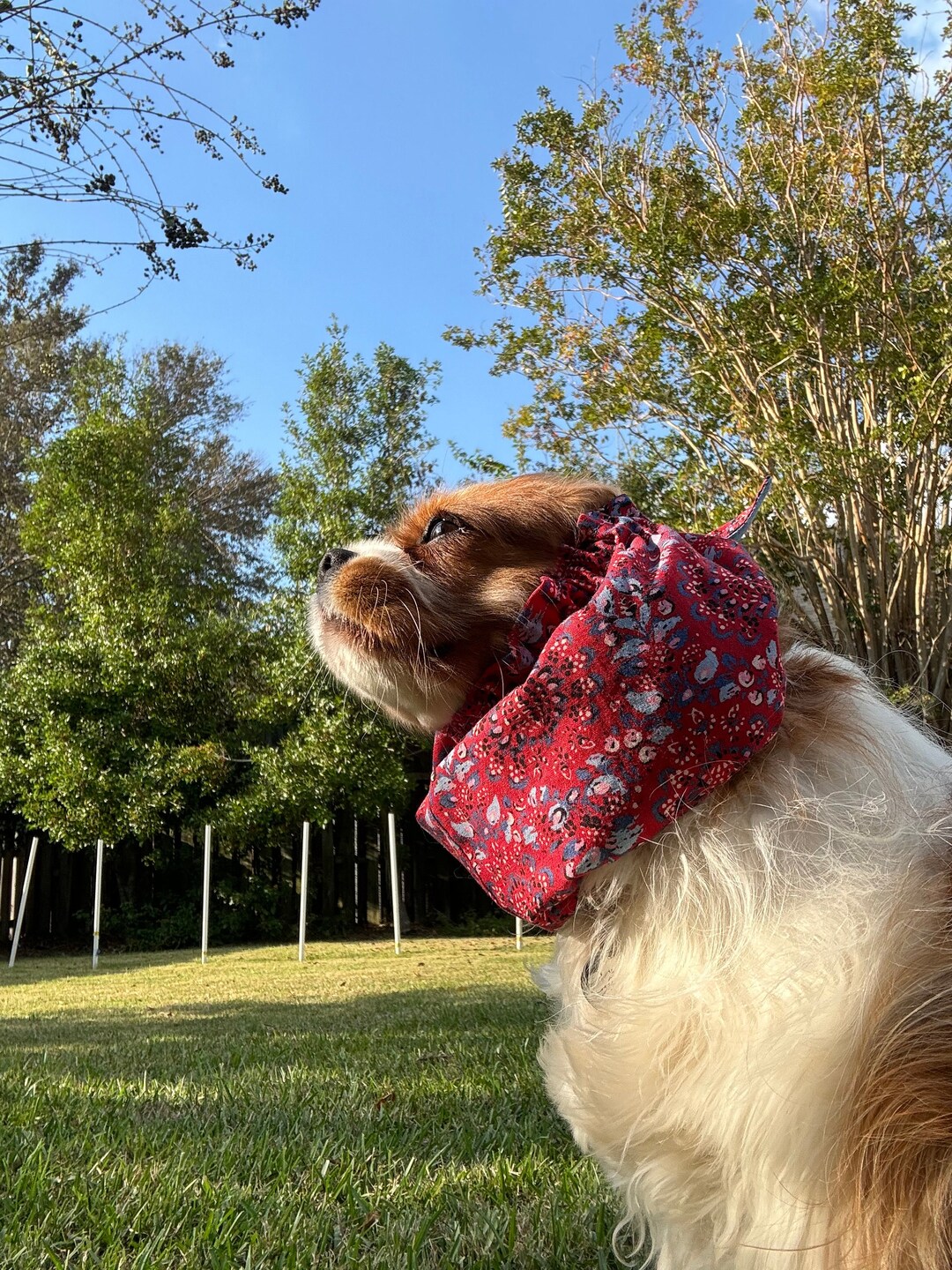 Anti-slip Cavalier Snood Long-eared Dog Snood Cavalier King Charles ...
