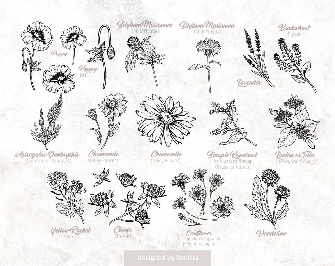 Floral Line Clip Art Botanical Clipart Hand Drawn Line Art | Etsy