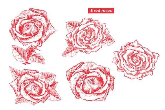 Open Rose Drawing Step By Step