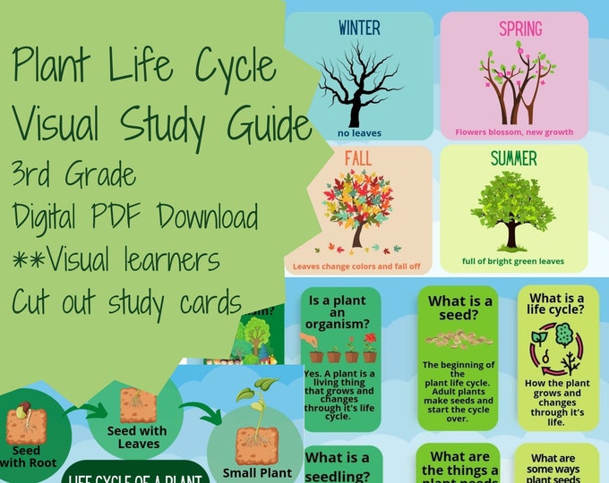 Life Cycle of a Plant Anchor Charts - 2nd 3rd Grade Life Science ...