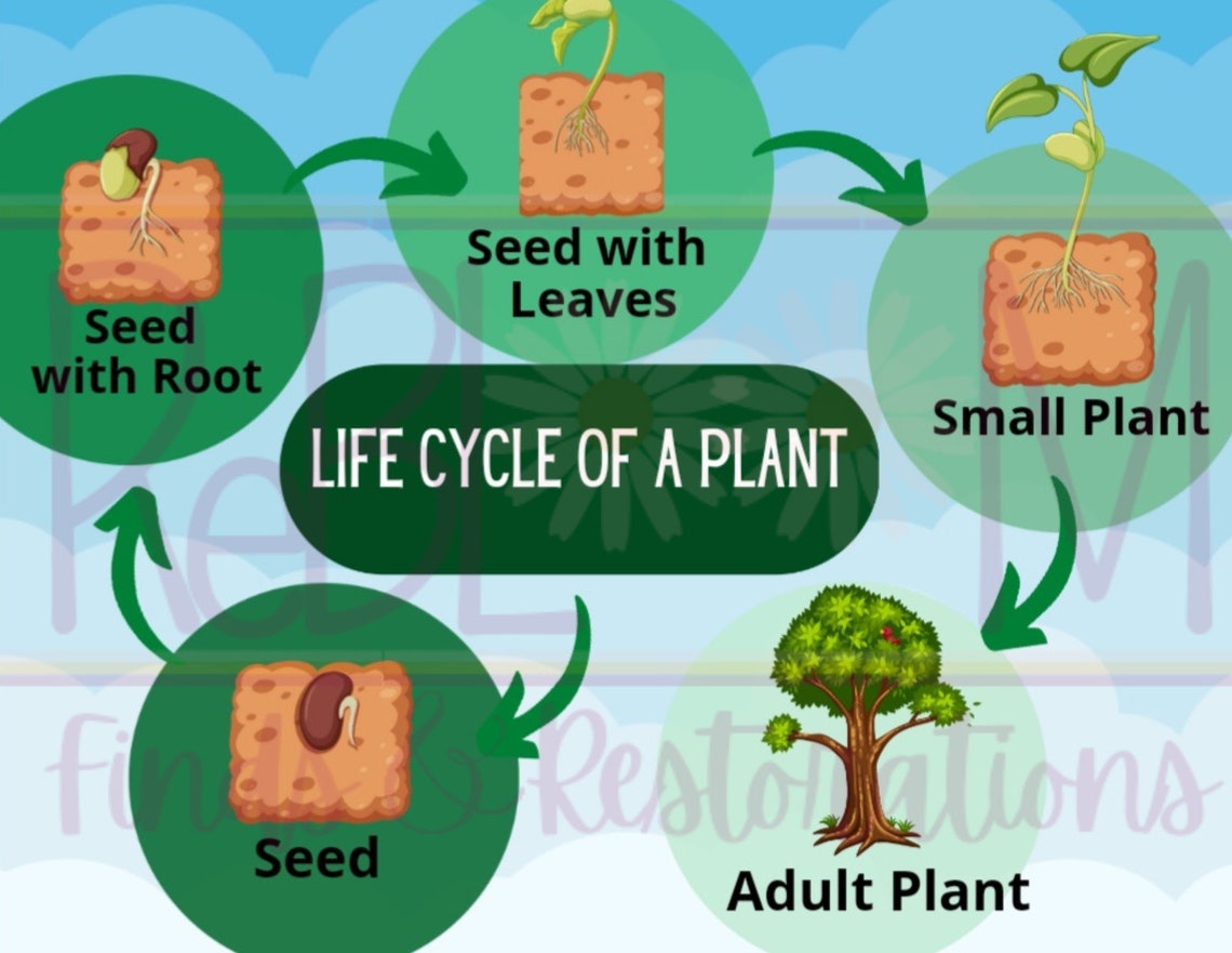 Plant Life Cycle 3rd Grade Visual Study Guide Digital PDF Download - Etsy