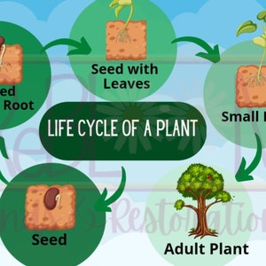 Plant Life Cycle 3rd Grade Visual Study Guide Digital PDF Download - Etsy