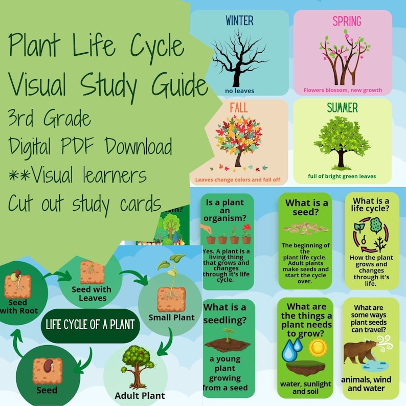 Plant Life Cycle 3rd Grade Visual Study Guide Digital PDF Download - Etsy