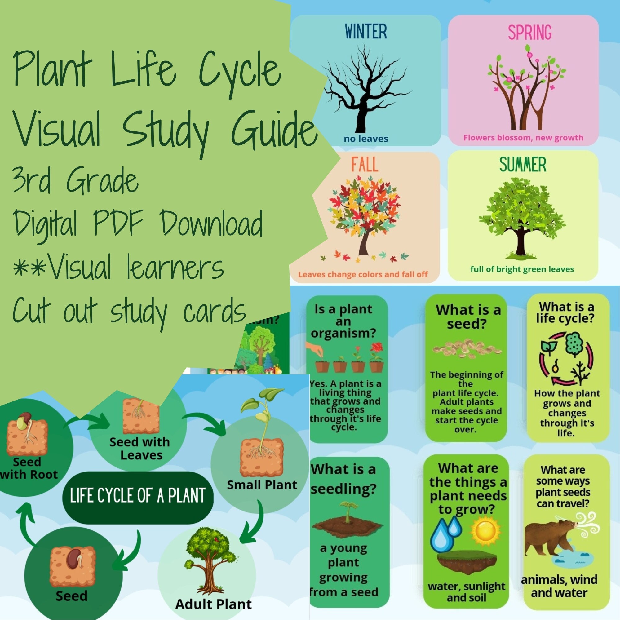 Plant Life Cycle 3rd Grade Visual Study Guide Digital PDF Download - Etsy
