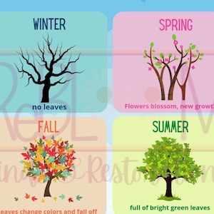 Plant Life Cycle 3rd Grade Visual Study Guide Digital PDF Download - Etsy